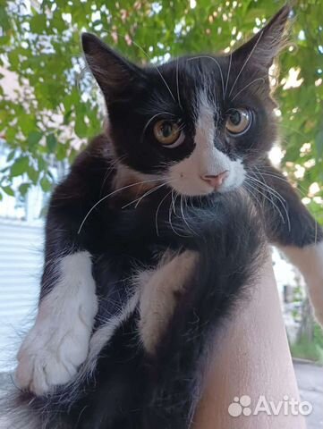 Котик в дар