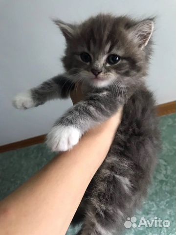 Британская шиншилла