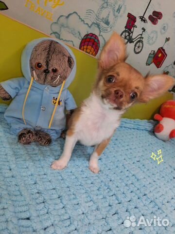 Маленькая кнопочка чихуахуа