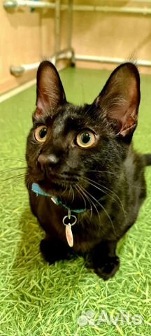 Черный чаузи ф2