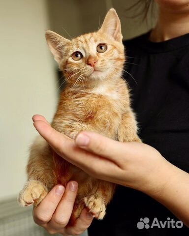 Рыжий котенок в добрые руки