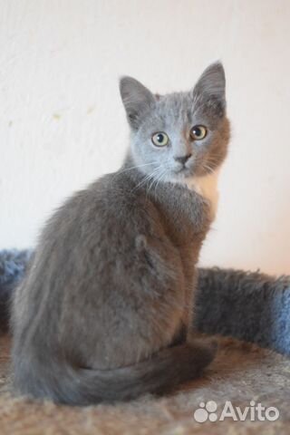 Веселая игрулька, 2,5 месяца