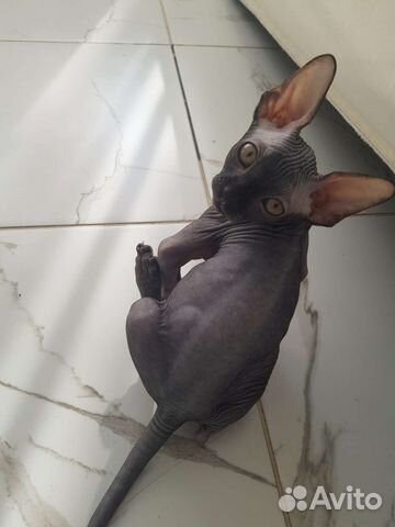 Канадский сфинкс