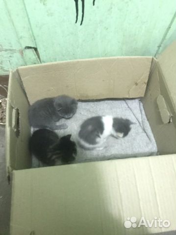 Отдам котенка в добрые руки