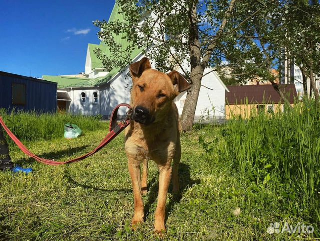 Рома ищет дом