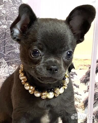 Чихуахуа, голубой мальчишка