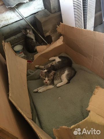 Котята в добрые руки