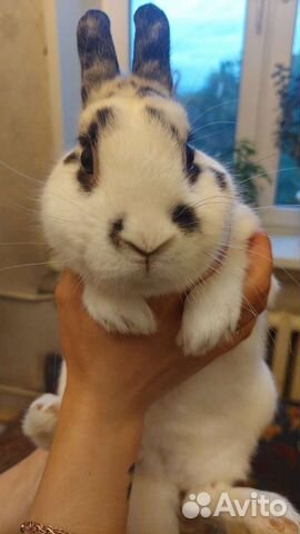 Декоративные карликовые кролики