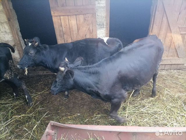 Бык, и телки