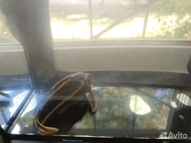 Сом платидорас