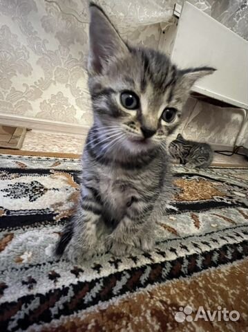 Котята Шотландский Страйк