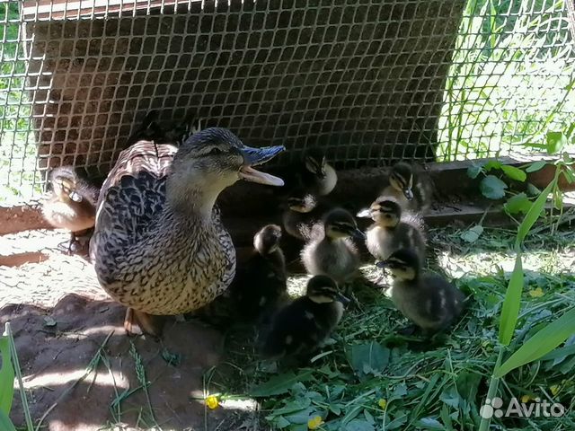 Русская подсадная утка