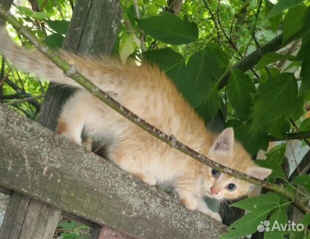 Ищем котенку рыжику