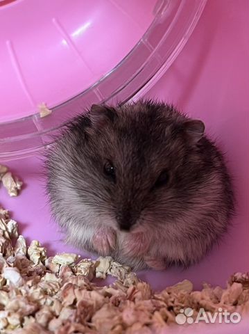 Джунгарский хомяк