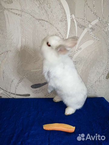 Декоративные кролики в добрые руки