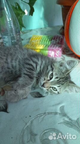Коты