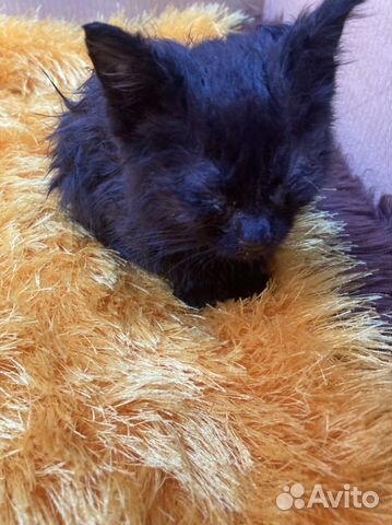 Котенок в добрые руки