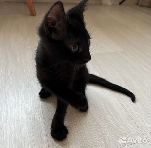 Отдам породистого котенка в добрые руки