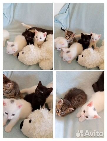 Котятки ребятки ищут дом