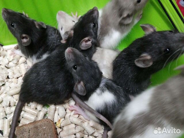 Декоративная крыса