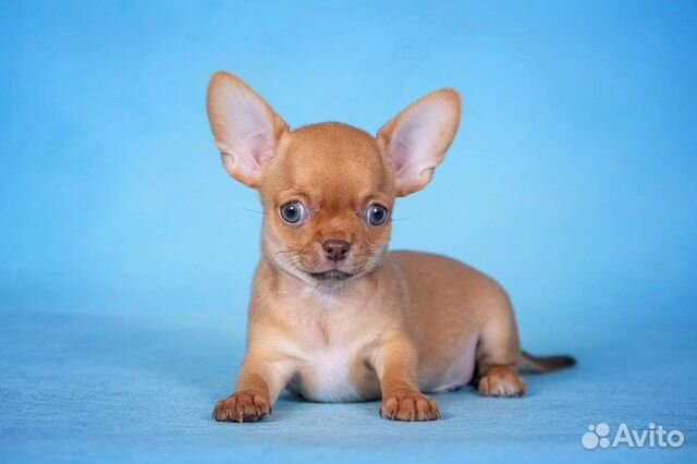 Замечательные щенки чихуахуа