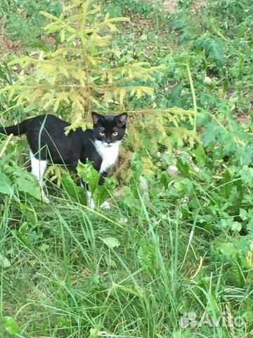 Милейший котик подросток