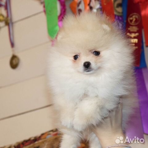 Каспер. Шикарный малыш Пом.шпица с доставкой