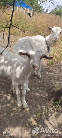 Козел зааненский