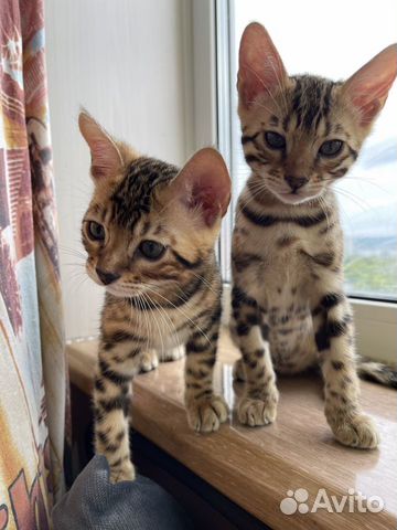 Бенгальские котята