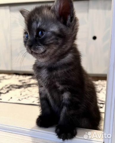 Британские котята
