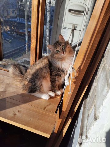Отдам кошку