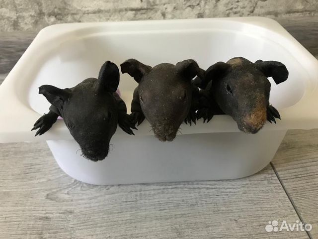 Морские свинки