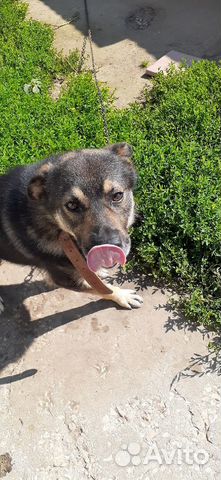 Собака в добрые руки. Доставка