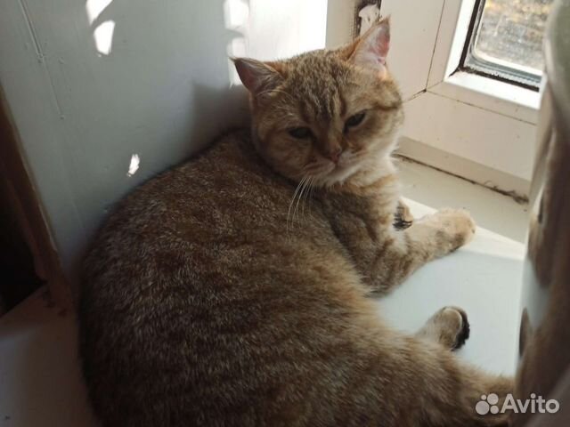 Кошка