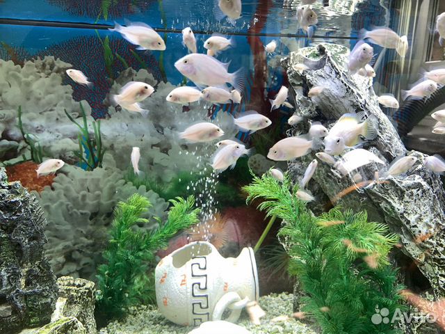 Аквариумные рыбки цихлиды