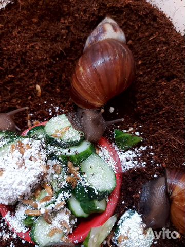 Улитки ахатины с контейнером