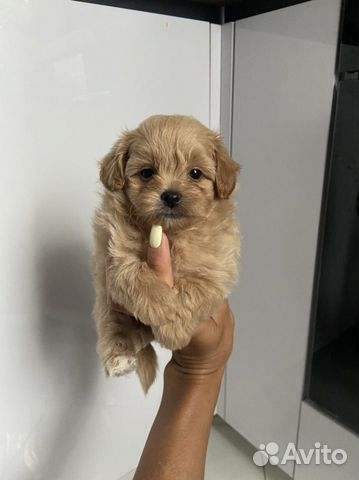 Мини малтчик мальтипу F1