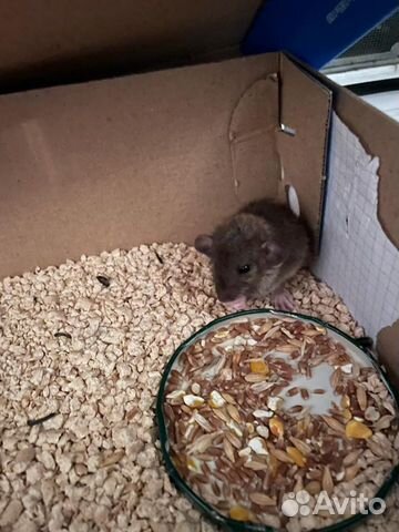 Крыса дамбо