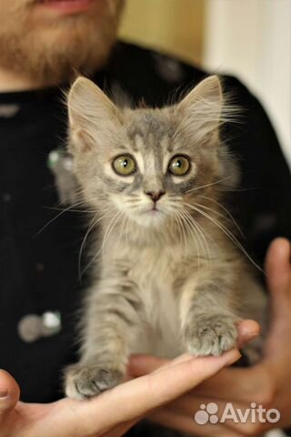 Нежный котенок девочка в дар