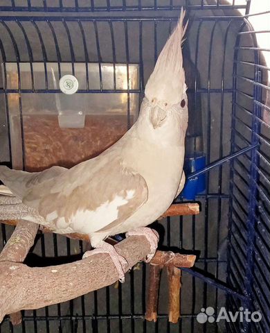 Безщекая самка кореллы с клеткой