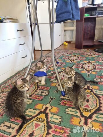 Котят бесплатно,в добрые руки