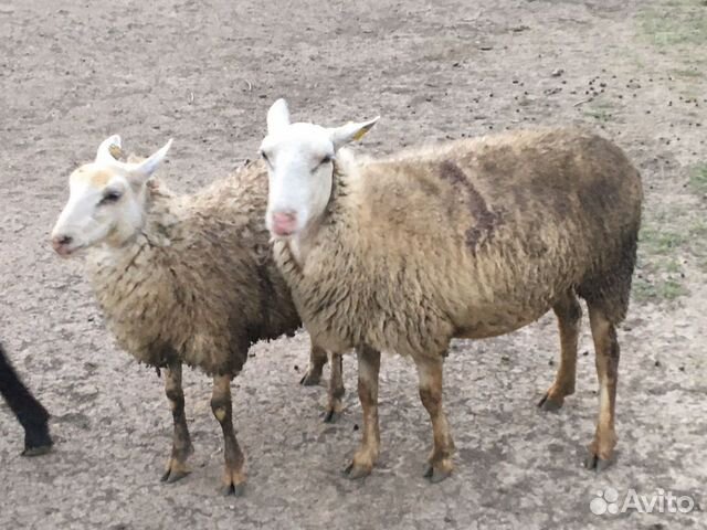Овцы романовской породы