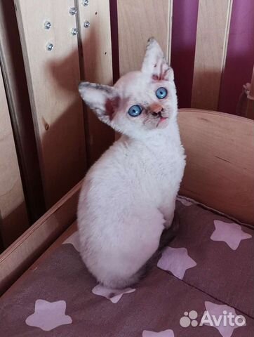 Котята девон рекс