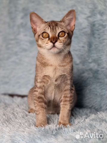 Aзиатские котята