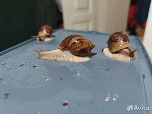 Улитки ахатины