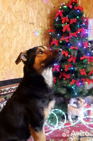 Собака Дружок, 1.5 годика от роду, ищет дом