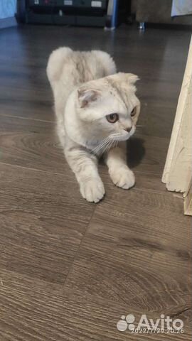 Вязка Шотландская вислоухая кошка