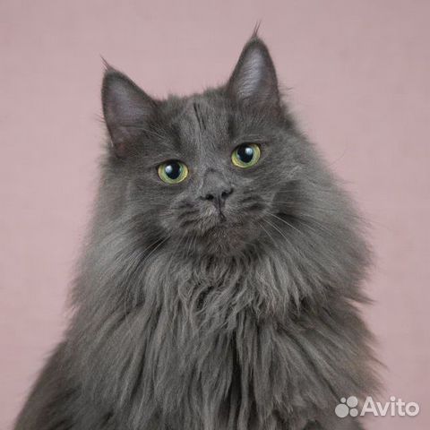 Пушистая кошка в добрые руки