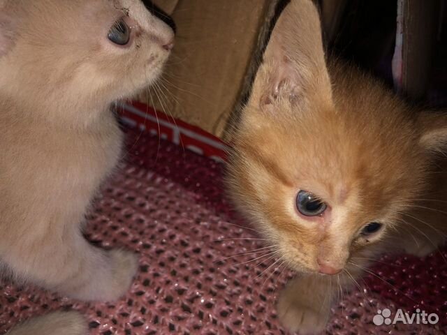 Котята в добрые руки