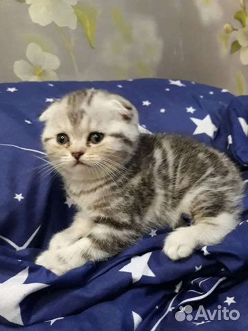 Породистые британские вислоухие